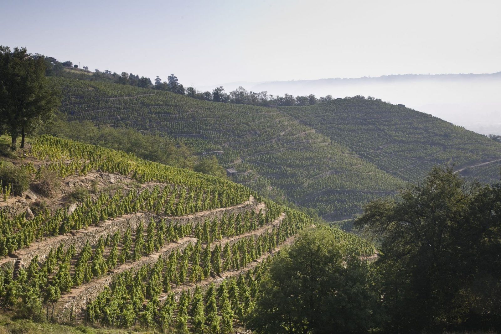 E. Guigal Condrieu La Doriane 2020